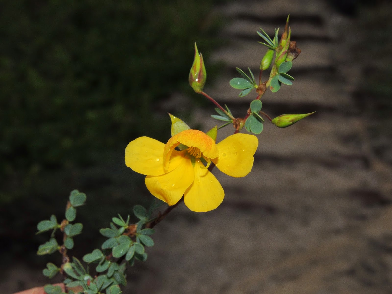 Fabaceae - Leguminosae no Brasil: Chamaecrista