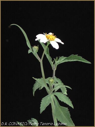 YERBAS MEDICINALES AZTECAS: Febrífugo que alivia de los empachos digestivos