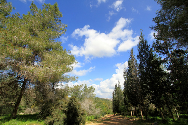 Land of Israel: List of Forests in Israel