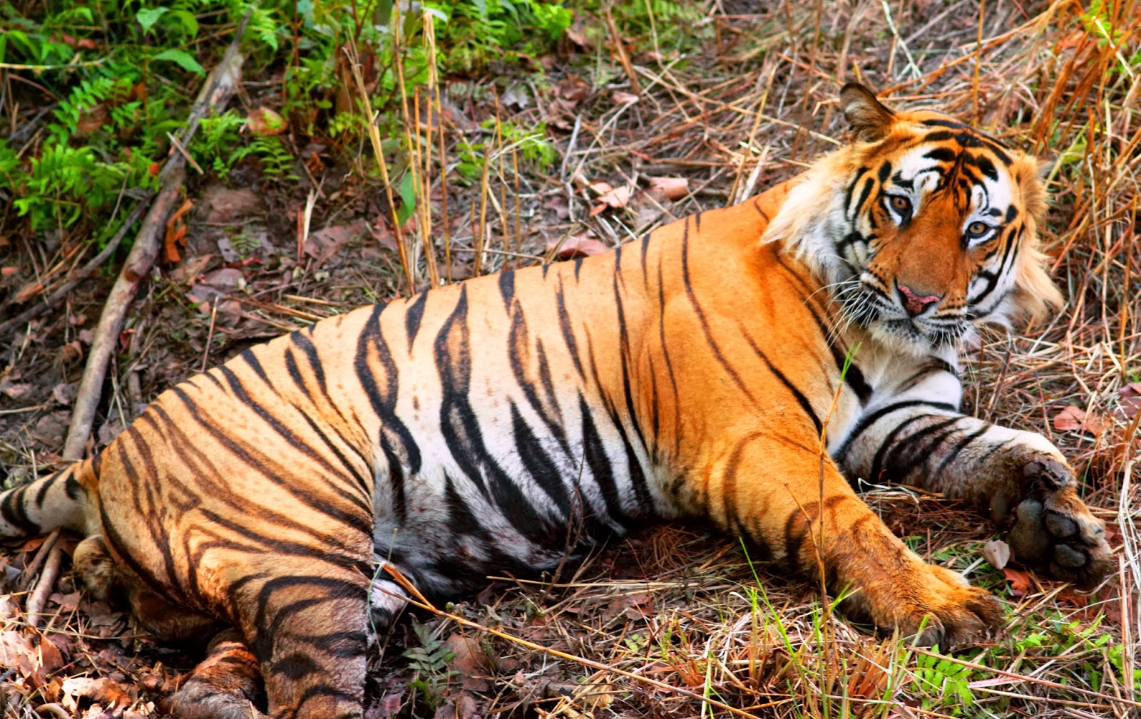 Tourist Places in India: Sundarbans National Park, Wildlife Destination ...