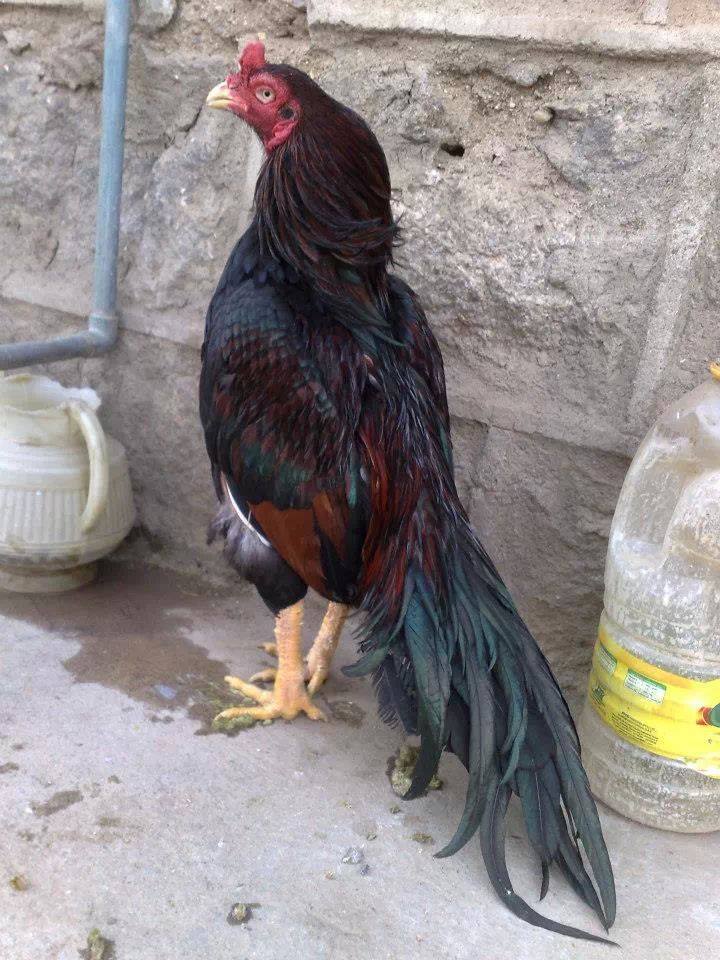 Aseel Photos - 10 Beautiful Asil Photos | Raja Asil