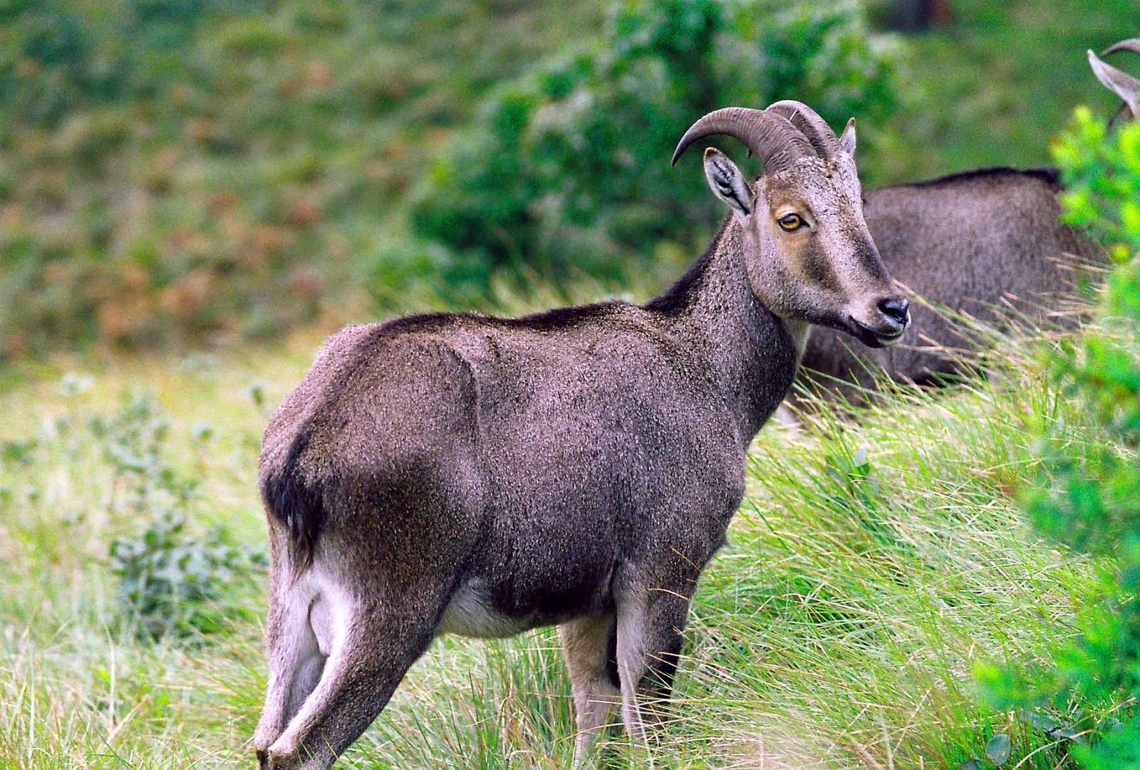 Nilgiri Tahr Eravikulam National Park nilgiri-tahr-eravikulam-national-park