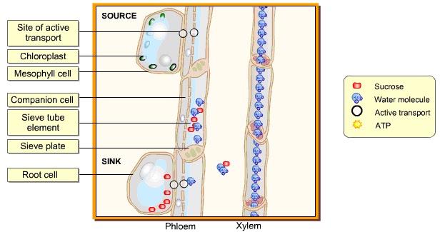 BIOLOGY FORM 6: Translocation in Plants