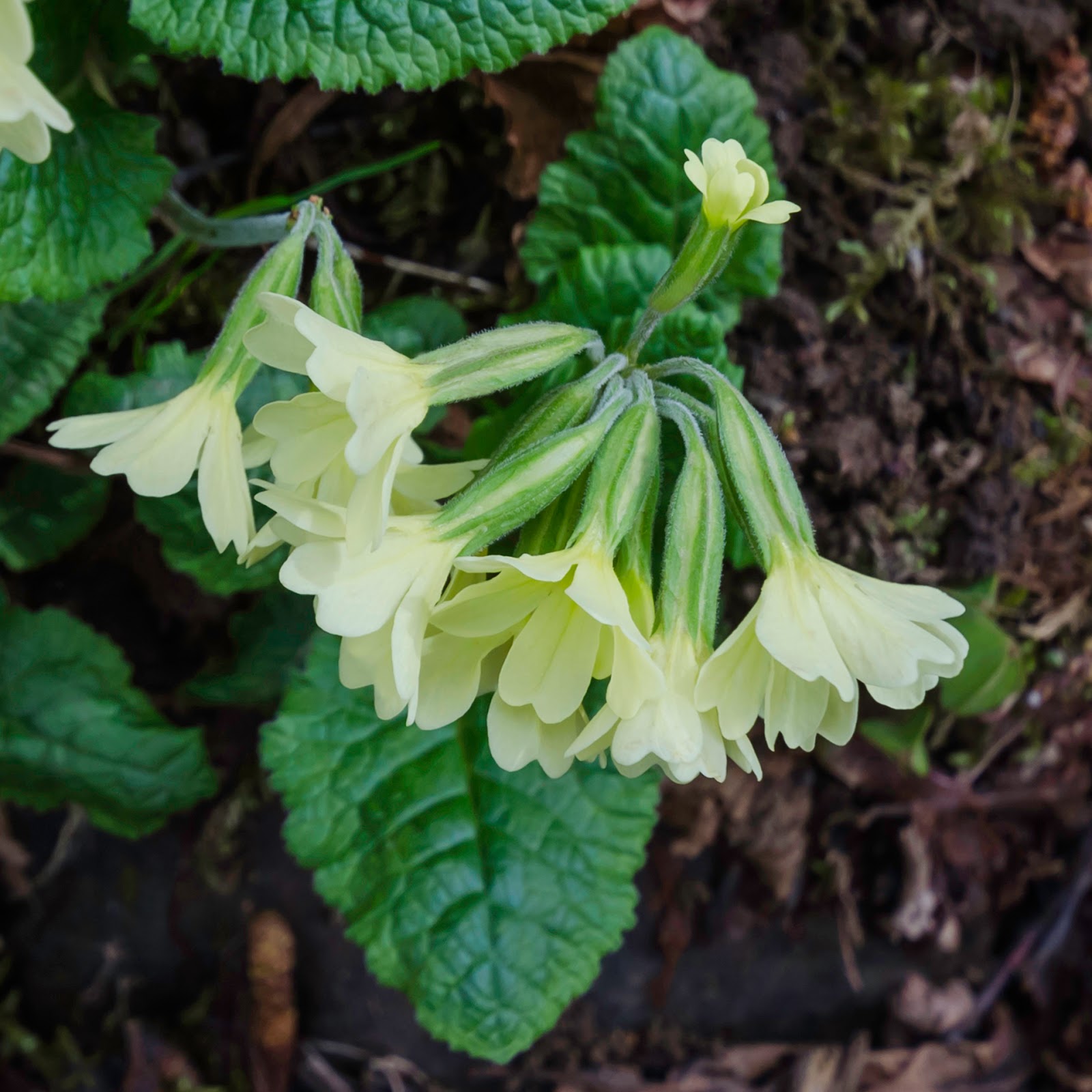 Flores y Paisajes de Asturias : Primula elatior
