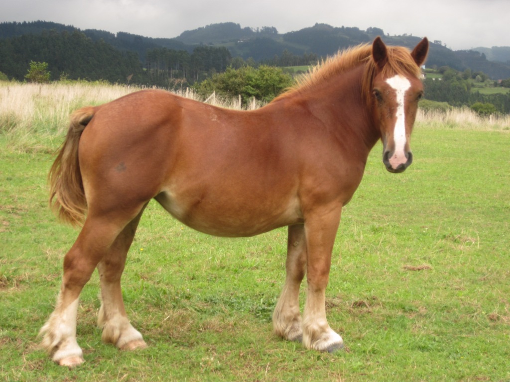 Euskal Herriko Mendiko Zaldia: Potras en venta. Behorkak salgai