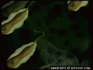 Blog de Biologia: Reino Protista