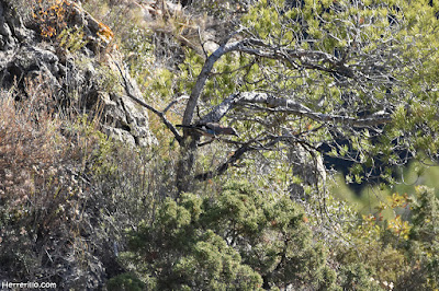 Birding Catalunya: Ocells a Siurana (Cornudella de Montsant, Priorat)
