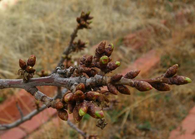 Nature Abhors a Garden: Fruit Tree Buds