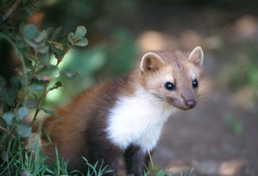 Animales en el Planeta: La garduña (Martes foina)
