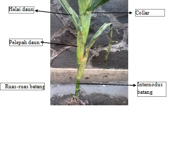 Penginderaan Morfologi Tanaman Jagung