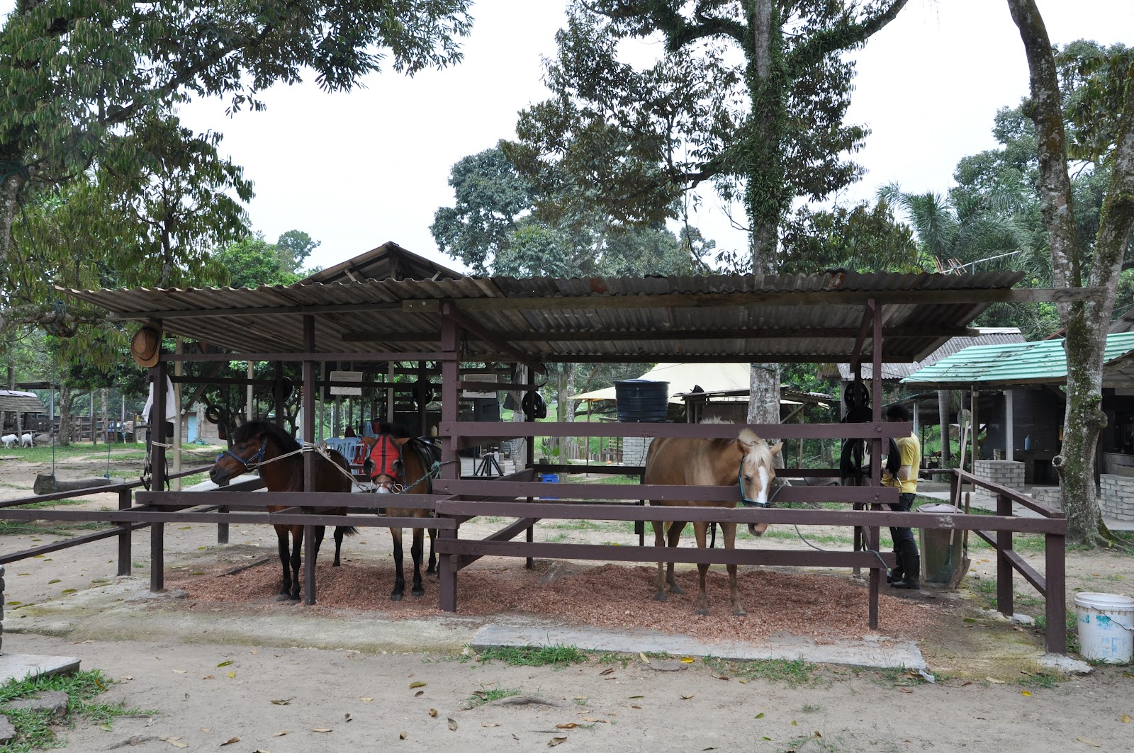 Sungai Siput Boy: Pekan Broga: Gigantic Monkey God at Sak dato Temple ...