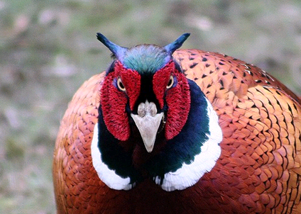 Faisanes: Como tener un faisan Feliz