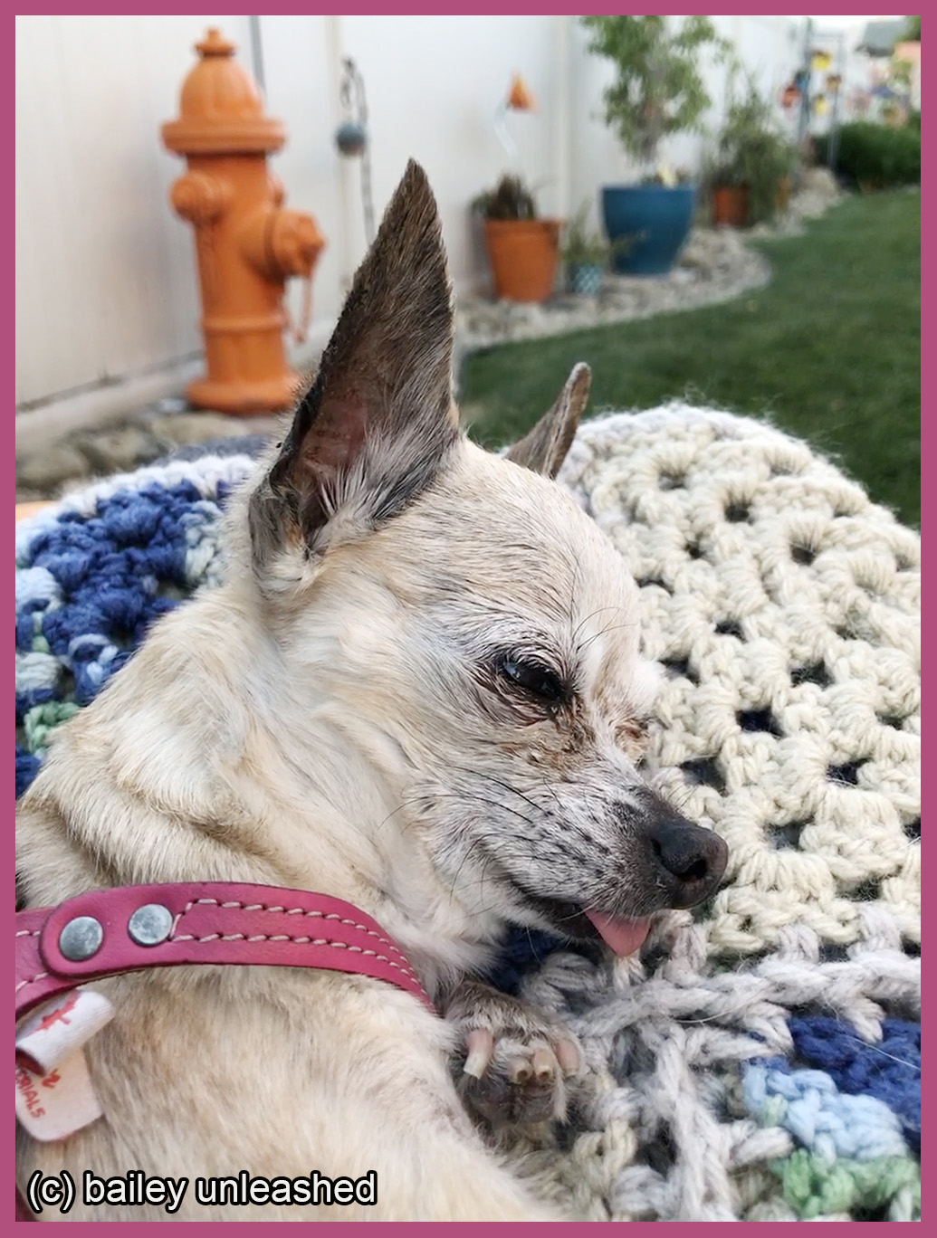 bailey unleashed .com: lap napping