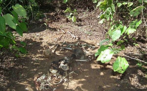 Skeleton in the jungle Brazil | Fear Hideous Trauma Weird