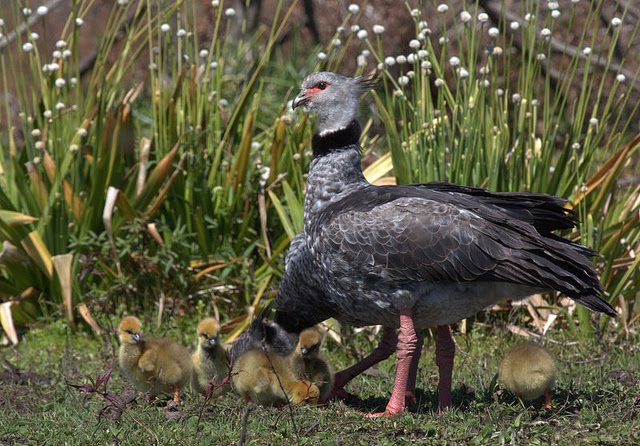 Cultura Guaraní: El Chajá