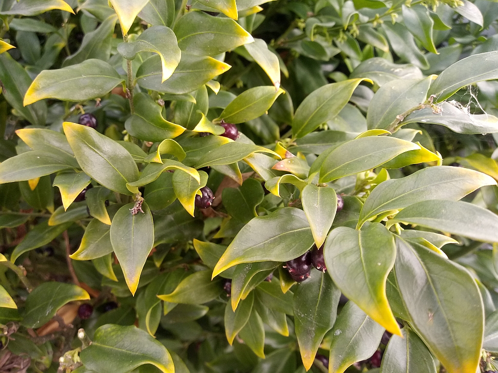 Future Plants by Randy Stewart: Sarcococca - Sweet Box