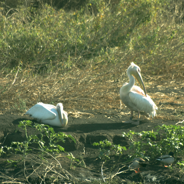 Hula Bird Sanctuary: in for the winter