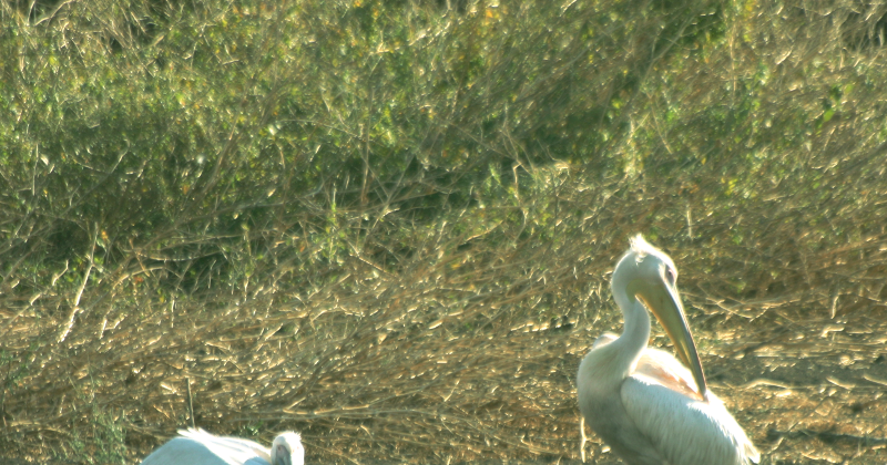 Hula Bird Sanctuary: in for the winter