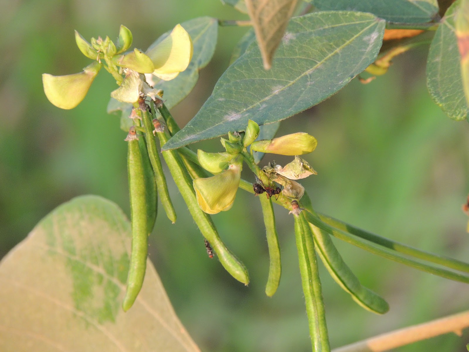 Fabaceae - Leguminosae no Brasil: Fabaceae - Vigna luteola (Jacq.) Benth.