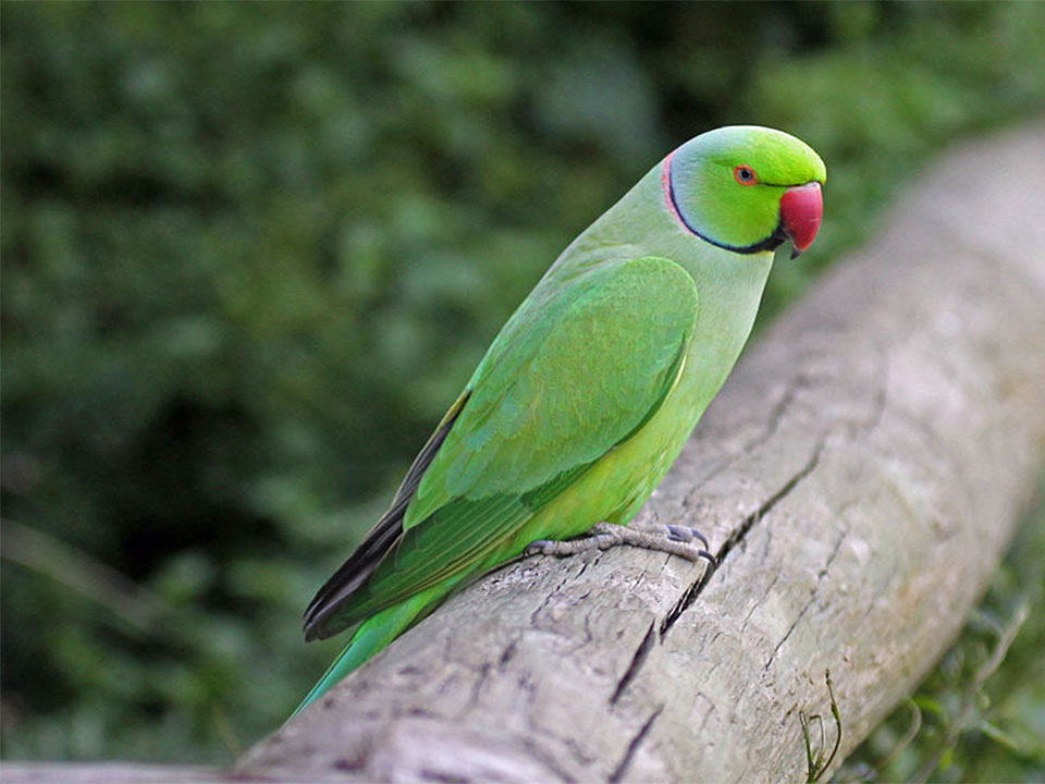 Rose Ringed Parakeet | Ring Necked Parakeet