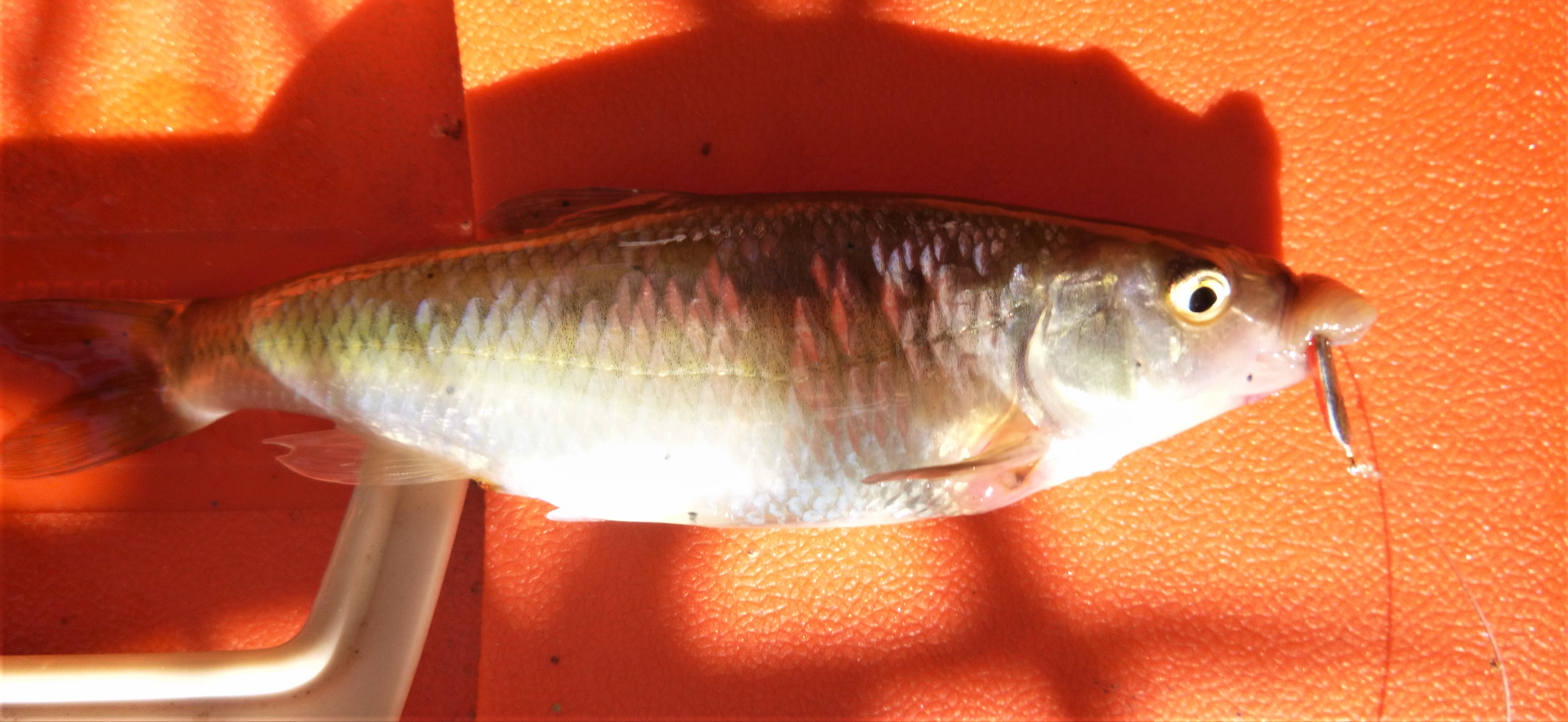 Detritus of Empire: Strange Fish II - Common Shiner