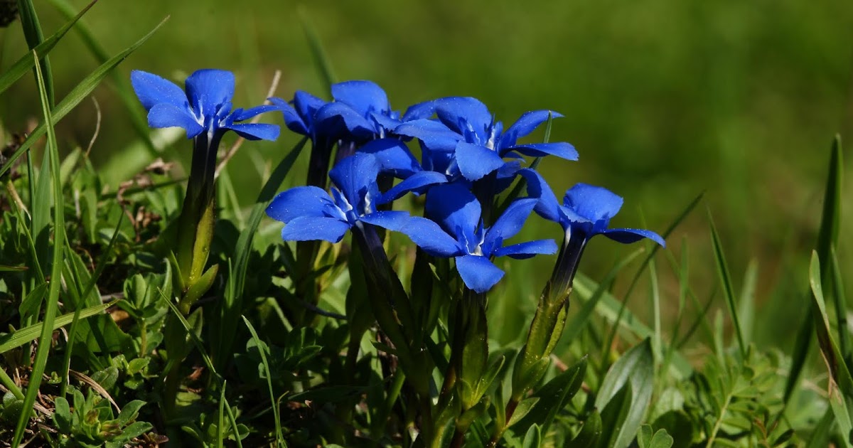 Variety of Life: Gentiana