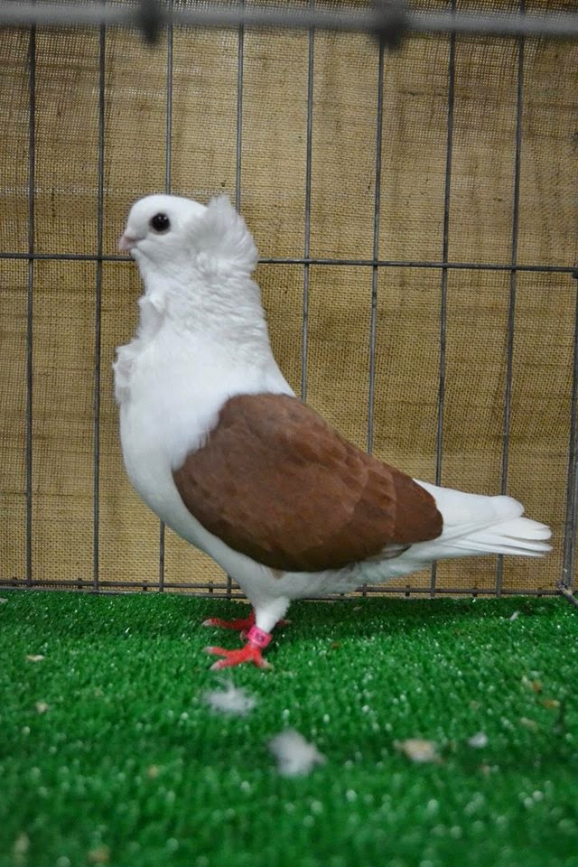 Fancy Pigeon Breeds: Old German Owl