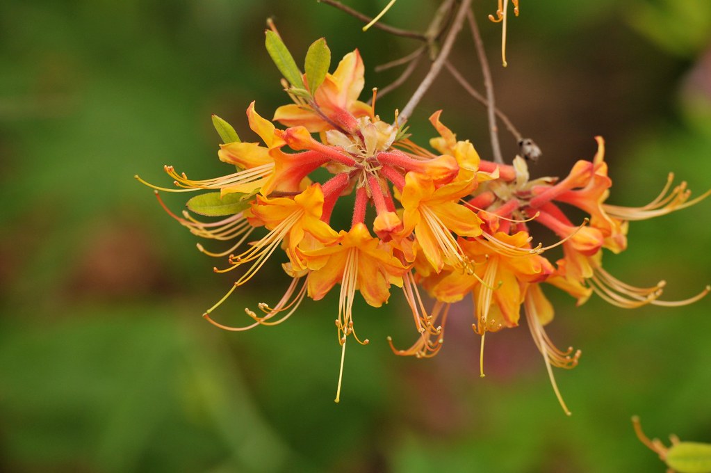 Rhododendron austrinum - Florida Azalea - Orange Azalea - Florida Flame ...