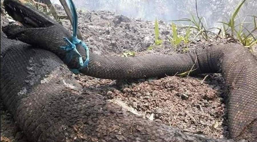 Raja Ular Hutan Kalimantan Mati dalam Kebakaran - TEROPONG.SITE