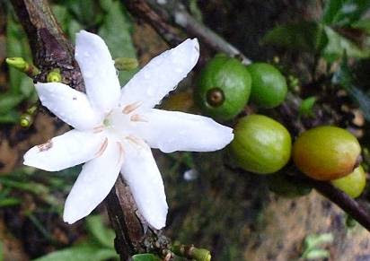 What is the national flower of Yemen