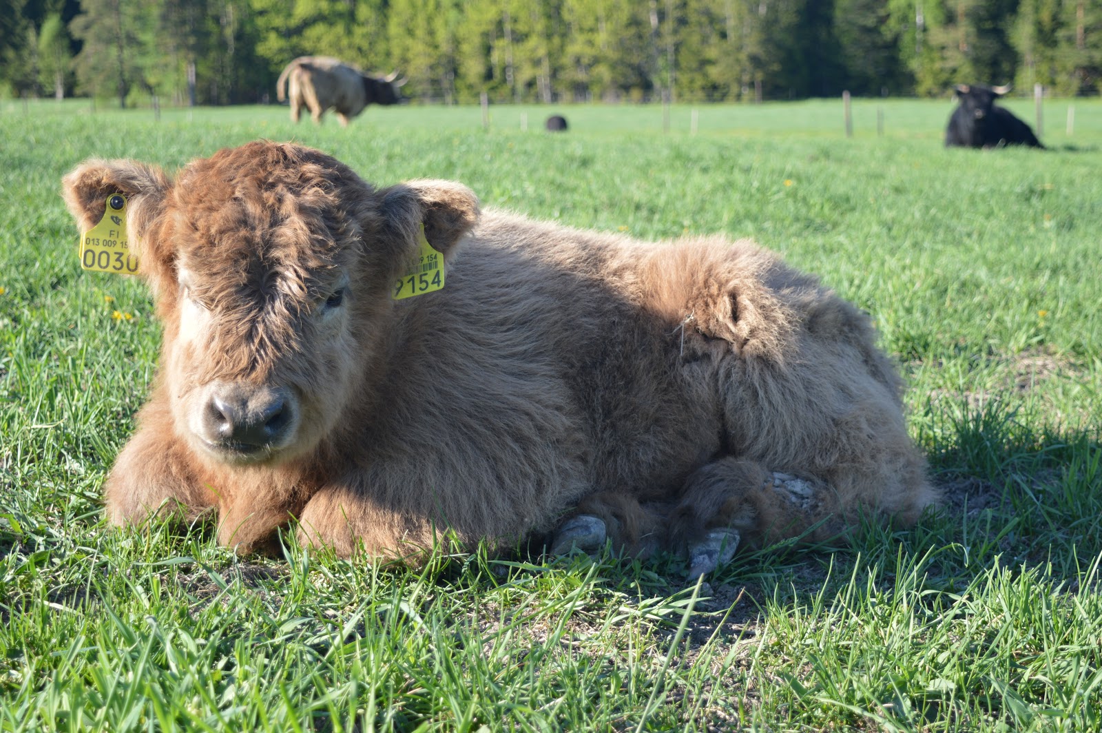 Boe's Highland Cattle: D-vasikat / D-kalvar (2018)