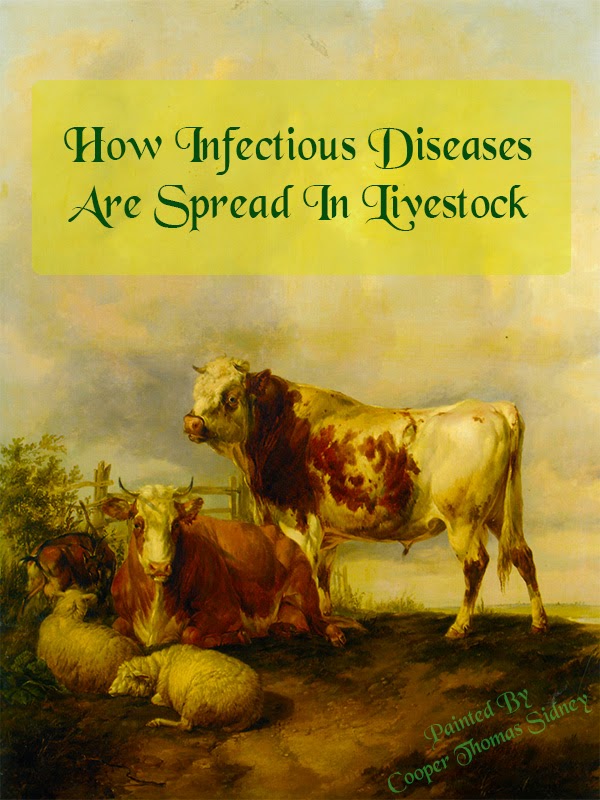 Garden and Farms: How Infectious Diseases Are Spread In Livestock