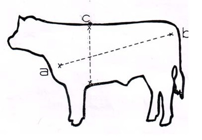 Pemilihan Bibit Sapi