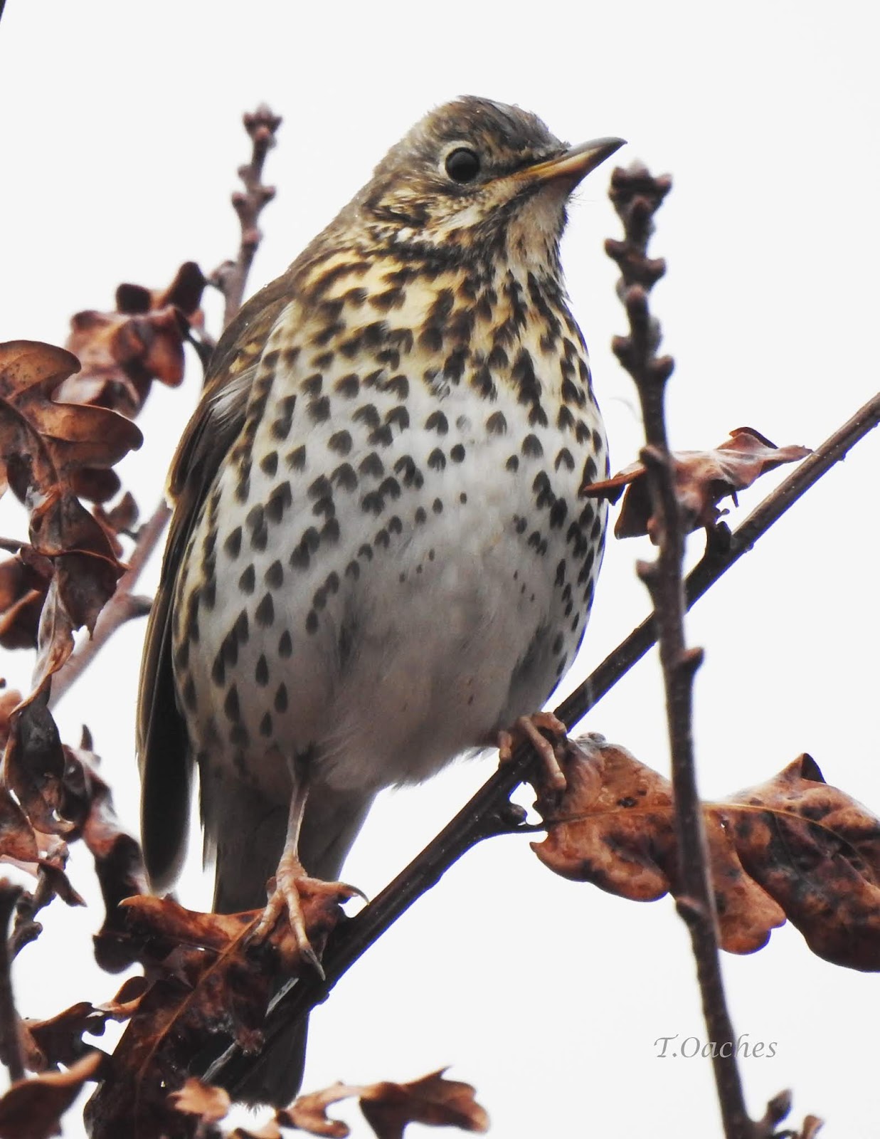 PASARI DIN ROMANIA: STURZ CANTATOR, Turdus philomelos