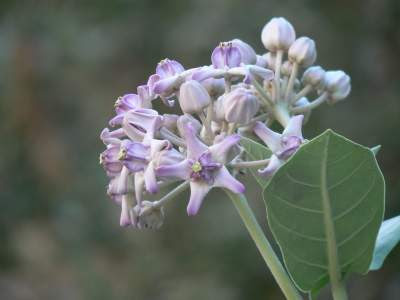 What is Arka as per Hinduism is it any pearl beads or tree? ~ Sunil M ...