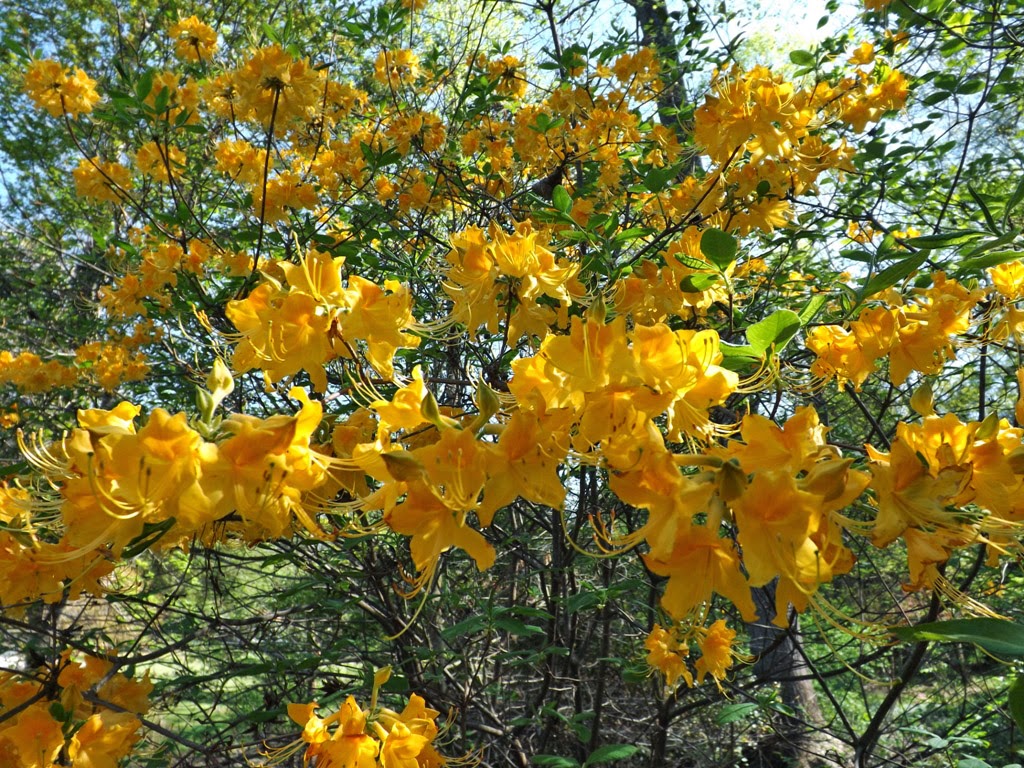 MARIETTE'S BACK TO BASICS: {Our Admiral Semmes Confederate Series Azaleas}