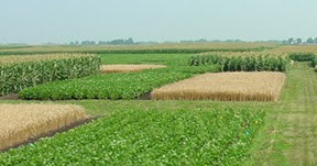 Crop Rotation: Crop Choices for Row Crops