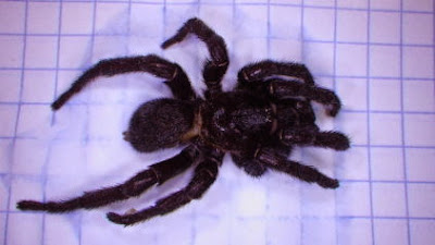 La Melonera: Tarantulas en el Maigmó: Amblyocarenum walckenaeri (Lucas ...
