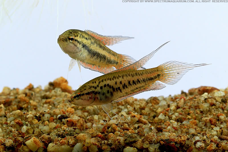Malpulutta kretseri - Ornate paradisefish - Malpulutta | FRESHWATER ...