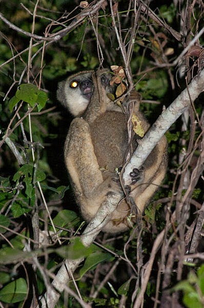 Catalogue of Organisms: Why Are There So Many Avahis?