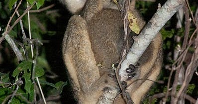 Catalogue of Organisms: Why Are There So Many Avahis?