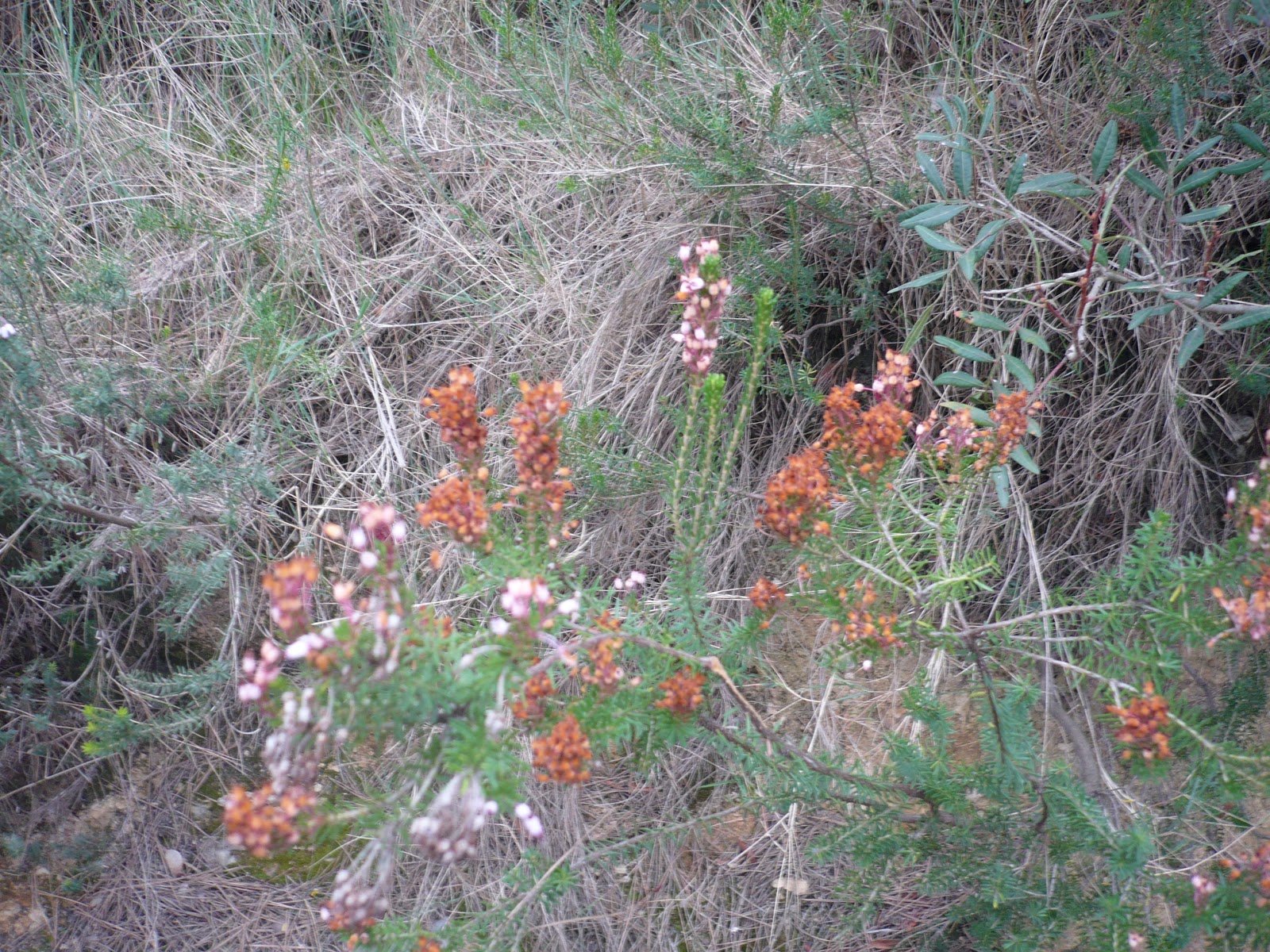 Biolokos: diciembre 2012