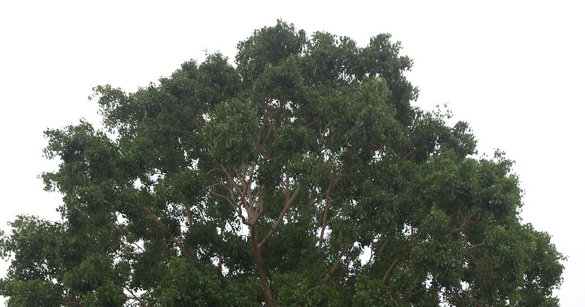 Medicinal Plants: Ficus religiosa Pipal ashwattha Arasa maram Ravi ...