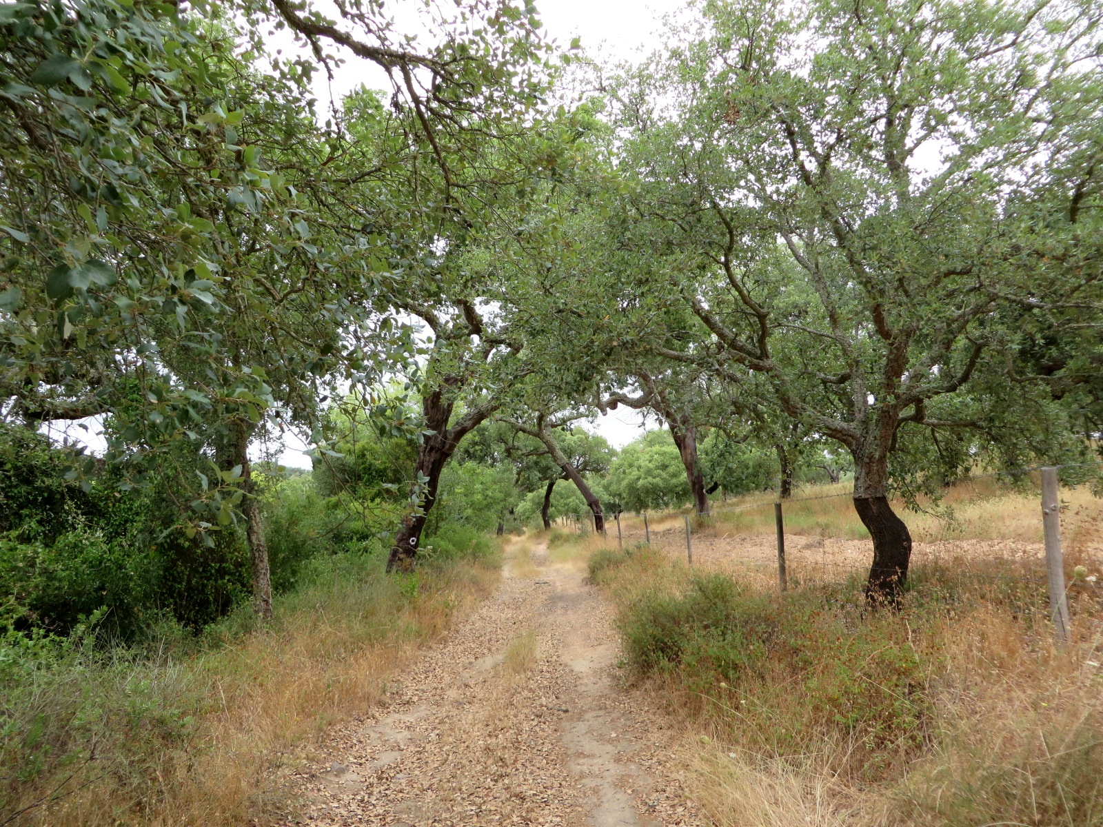 O melhor Alentejo do Mundo: O Montado precisa de ser protegido..