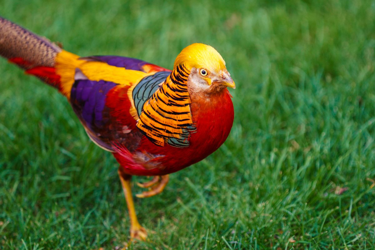 Types Of Bird Top Three Birds In The World types-of-bird-top-three-birds-in-the-world