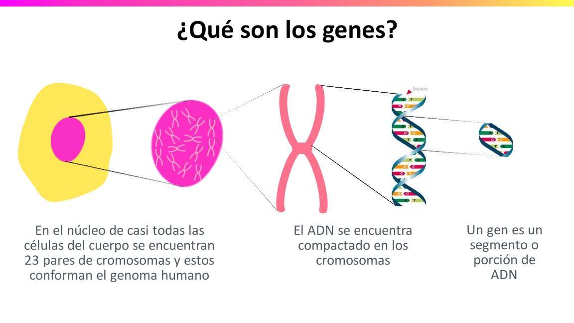TODO SOBRE MI GATO: Genética express