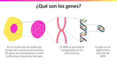 TODO SOBRE MI GATO: Genética express