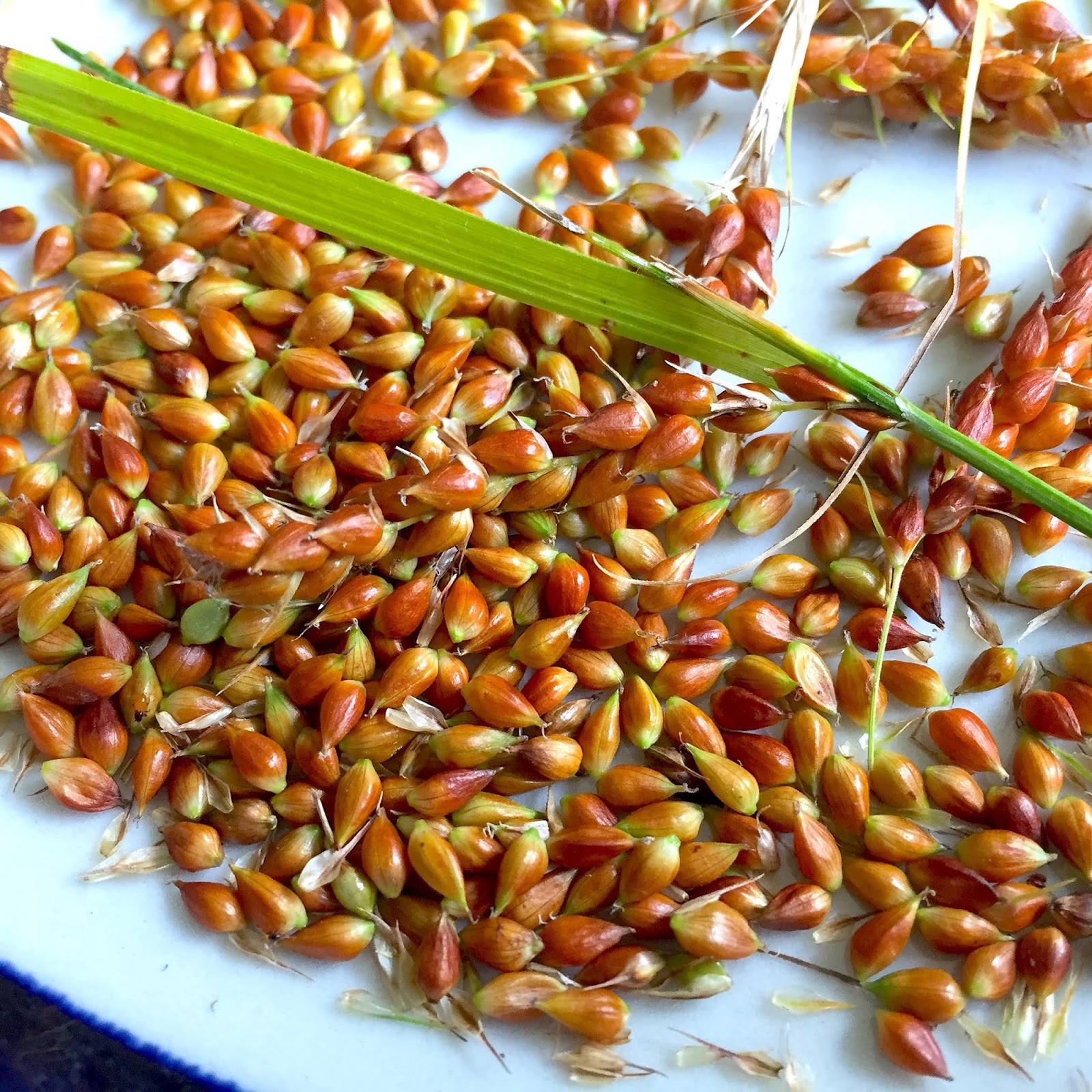 Vestal Grove: Faith In A Sedge Seed