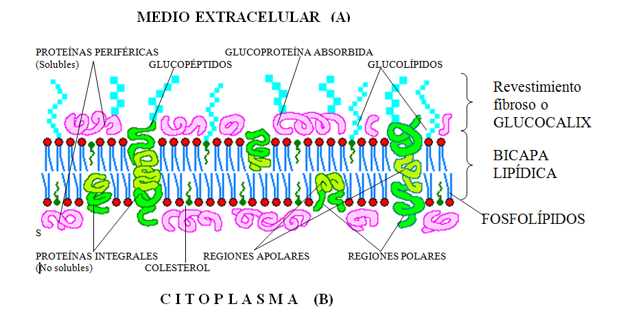 CURIOSIDADES CIENTÍFICAS : La membrana celular. Composición y ...