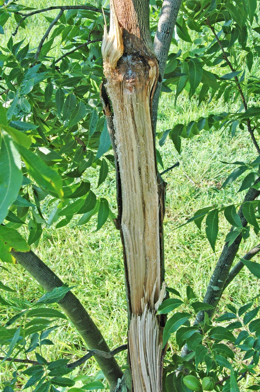 Northern Pecans: Heavy pecan crop exposes weak tree structure